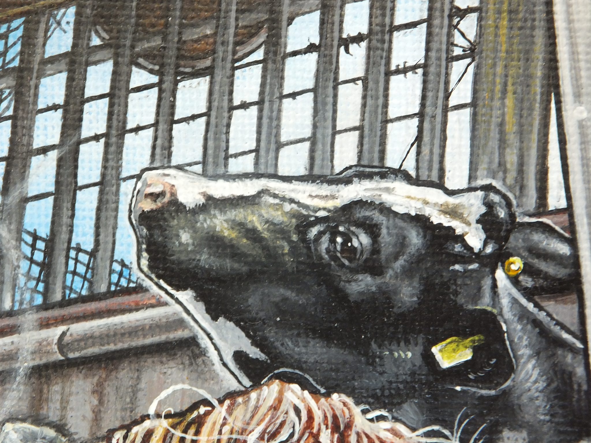 Animal Rights – Philip Downs